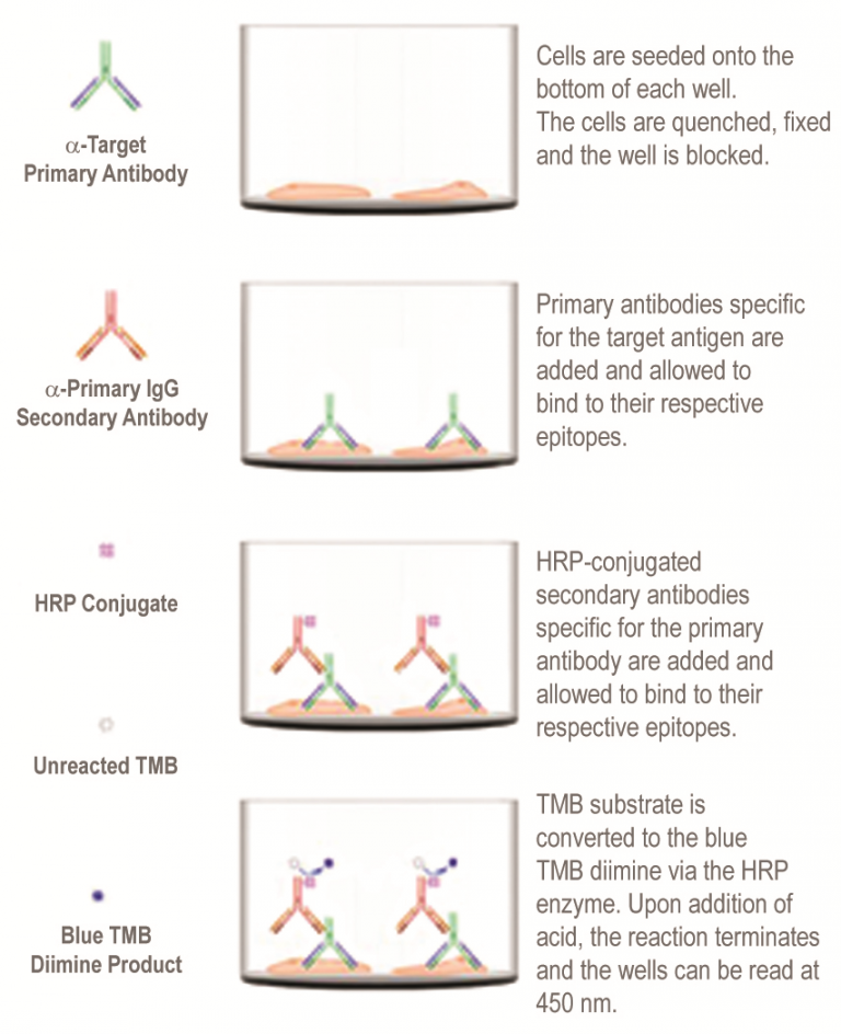 ELISA Kits : The solution to immunoassay methods