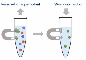 NEW AbPure™ Magnetic Purification System