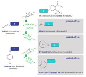PEGylation: definition, principles, methods and benefits