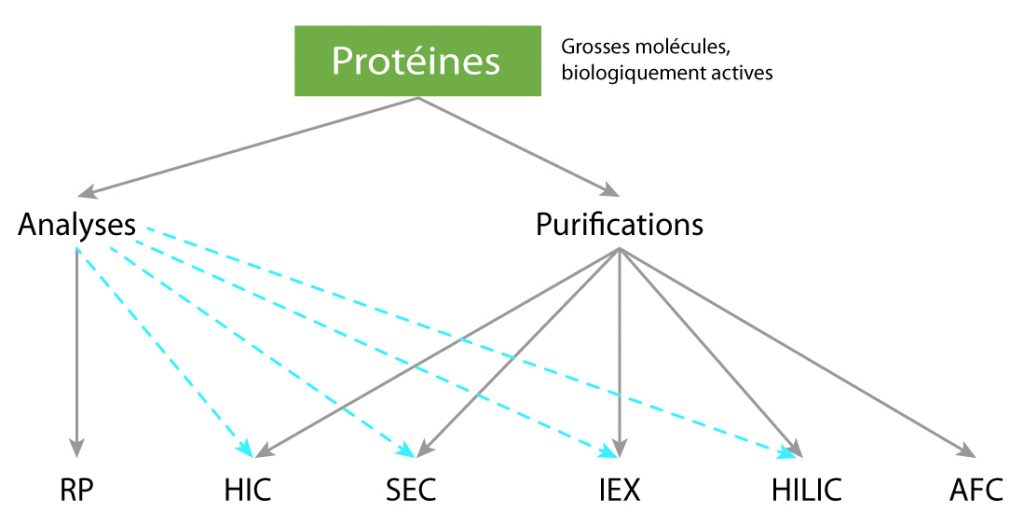 Guide: Analysis and purification technics of biologicals molecules