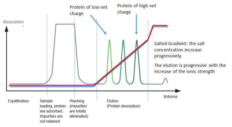 Analysis & purification of proteins: all about Ion Exchange ...