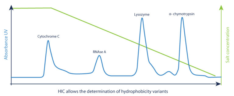 Analysis & purification of proteins: HIC, the separation of molecules ...