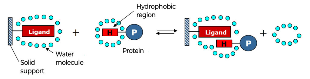 Analysis & purification of proteins: HIC, the separation of molecules ...