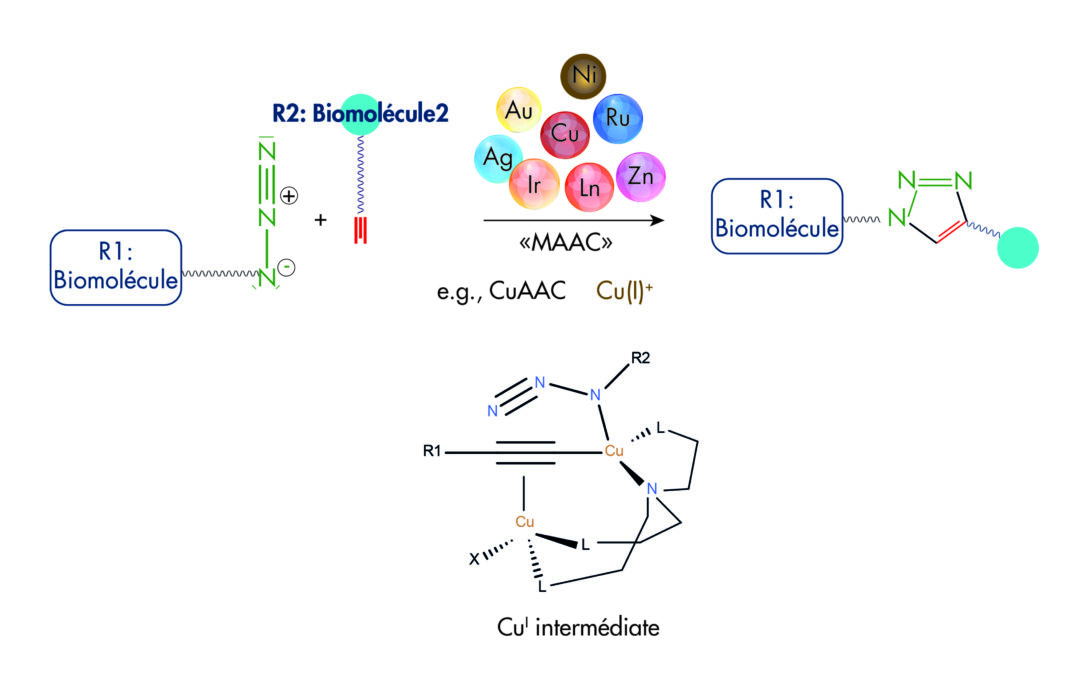 Exploring advanced Click Chemistry for versatile and efficient ...