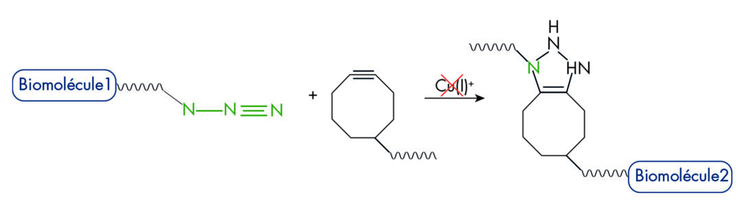 Exploring advanced Click Chemistry for versatile and efficient bioconjugations