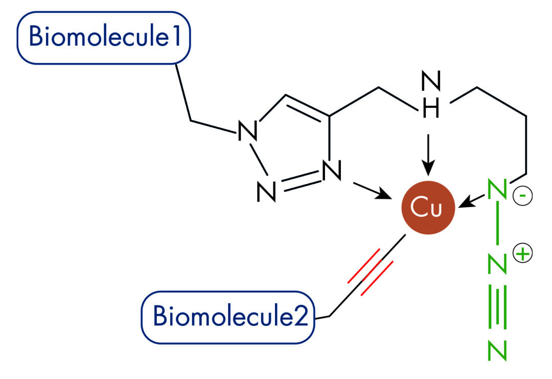 Exploring advanced Click Chemistry for versatile and efficient bioconjugations