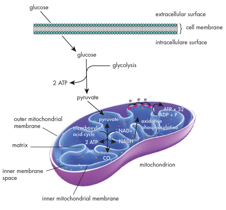 Glucose metabolism: study of pathways, enzymes and metabolites