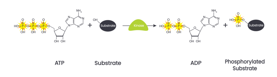 Kinase activity assays: methods for assessing enzyme function