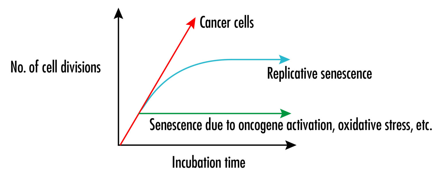 How Cellular Senescence Drives Aging and Disease: Key Mechanisms and ...