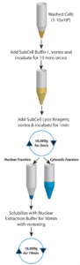 How to Effectively Fractionate Proteins: A Guide to the Best Methods